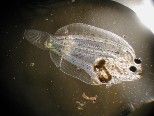 Southern flounder culture at Texas Parks and Wildlife Department ...