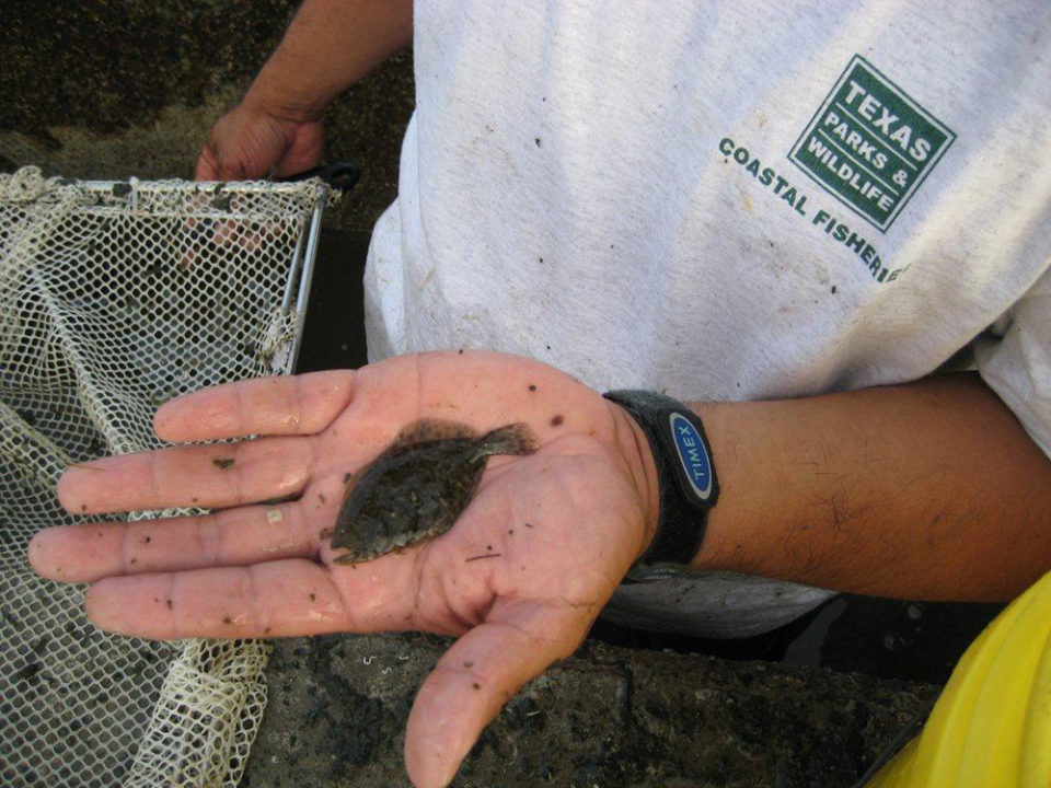 Southern flounder culture at Texas Parks and Wildlife Department ...