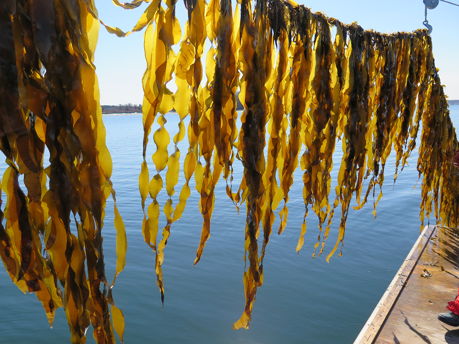 Esbeltos y verdes, ¿qué no es de querer sobre las kelps marinos ...
