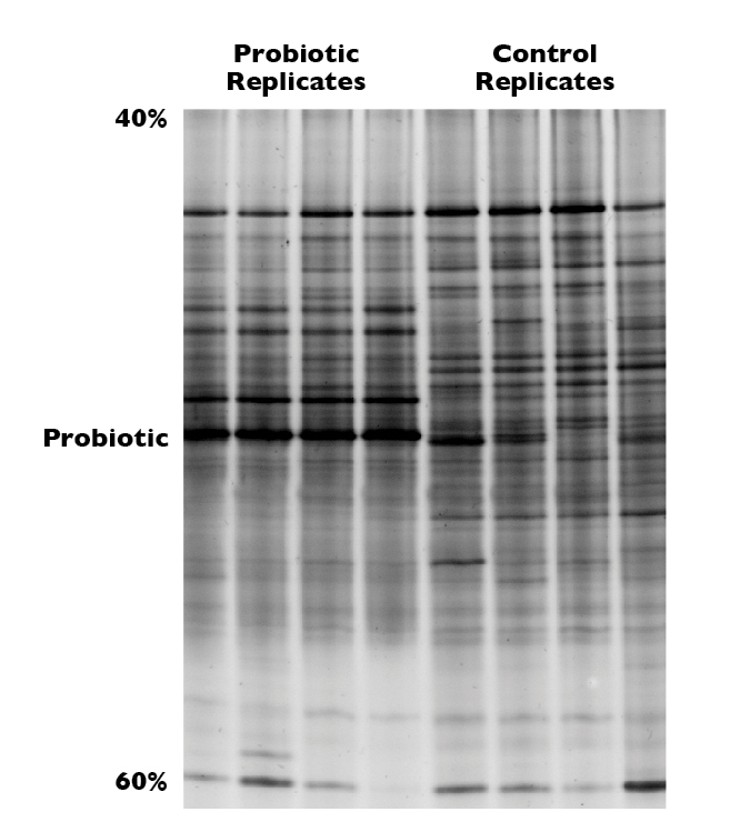 Probiotics, prebiotics in aquatic animals - Responsible Seafood Advocate