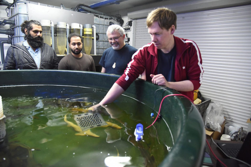 Can IoT tool help fish farmers sleep better at night? - Responsible ...