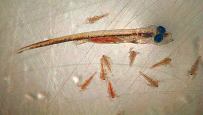 Live diets for larval fish, shrimp: Production, enrichment, feeding ...