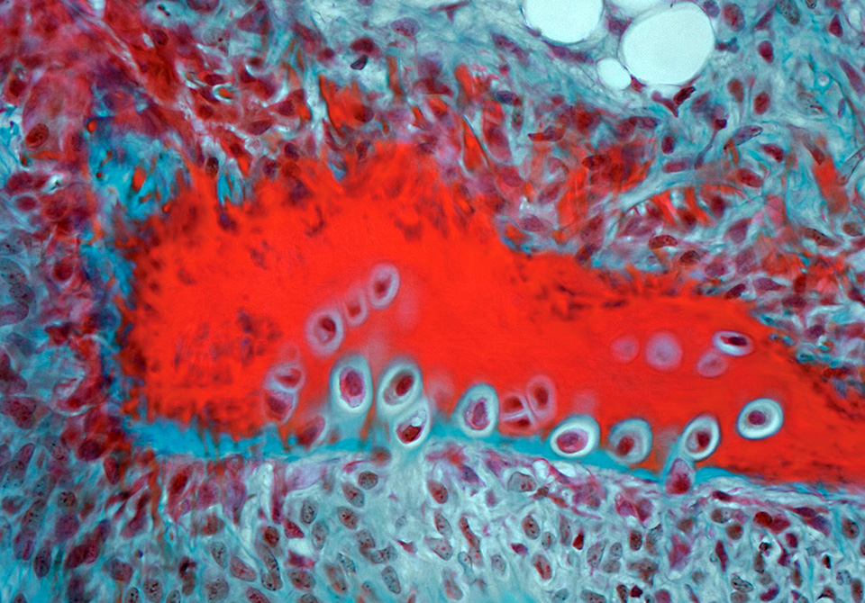 Research supports healthy fish skeletons - Responsible Seafood Advocate