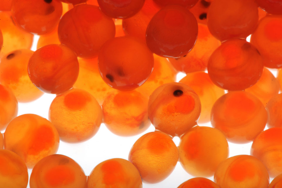 AquaGen CEO: Genomics are transforming aquaculture - Responsible ...