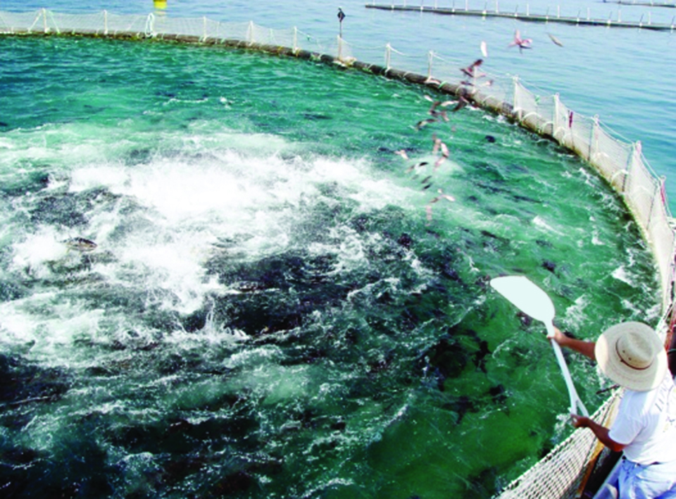 Marine fish culture in Mexico - Responsible Seafood Advocate