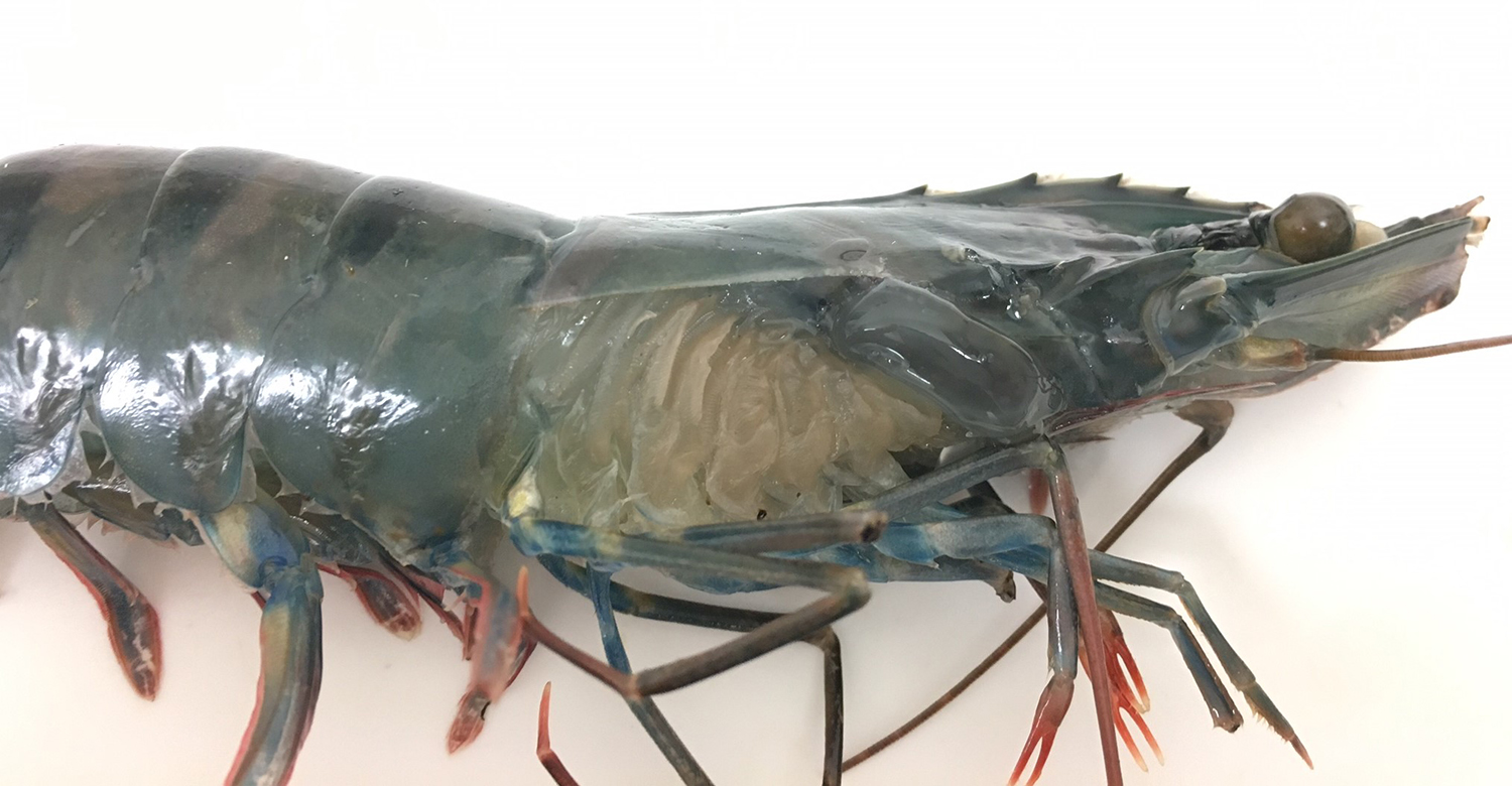 PCR testing of single-tissue samples can result in misleading data ...