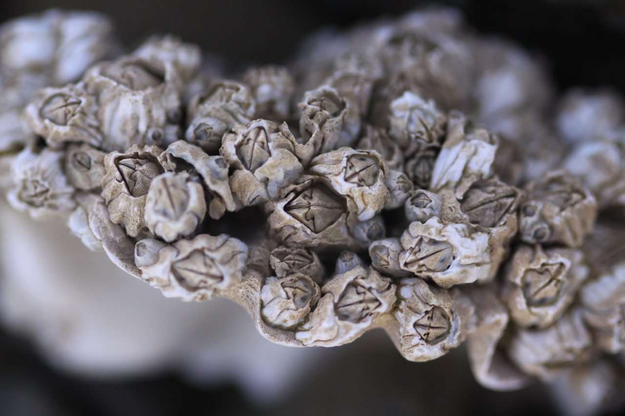 Barnacles to shake up live feeds for aquaculture? - Responsible Seafood ...