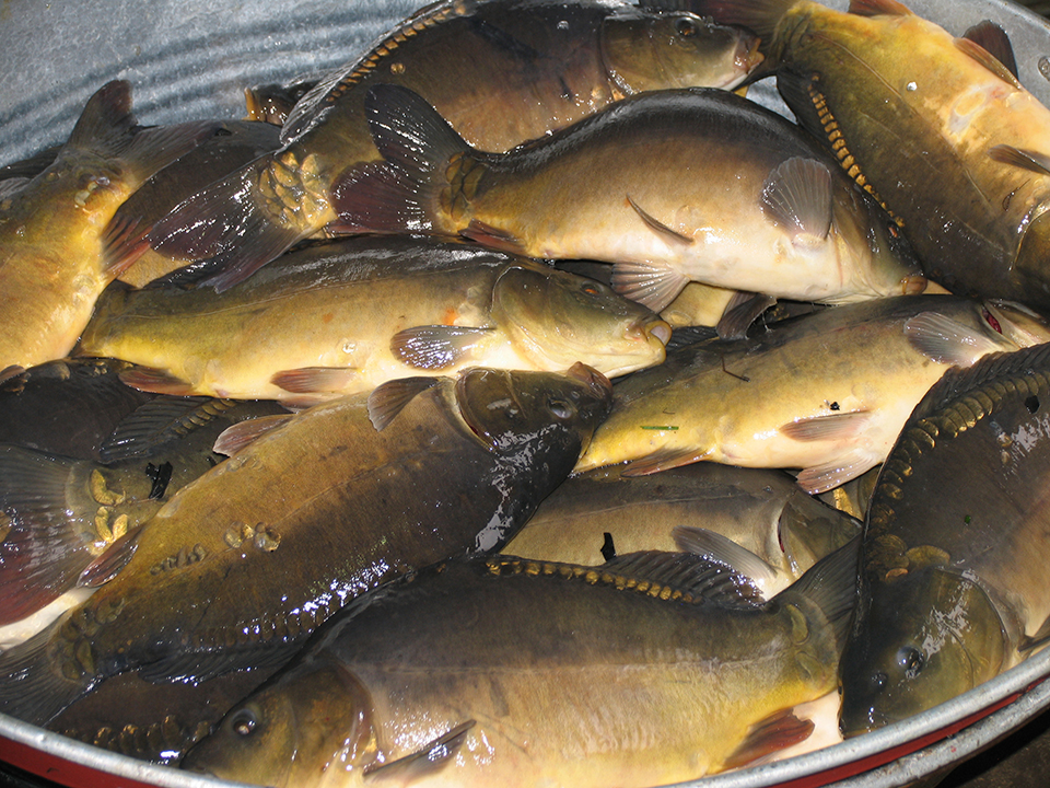 Advances in fish hatchery management - Responsible Seafood Advocate