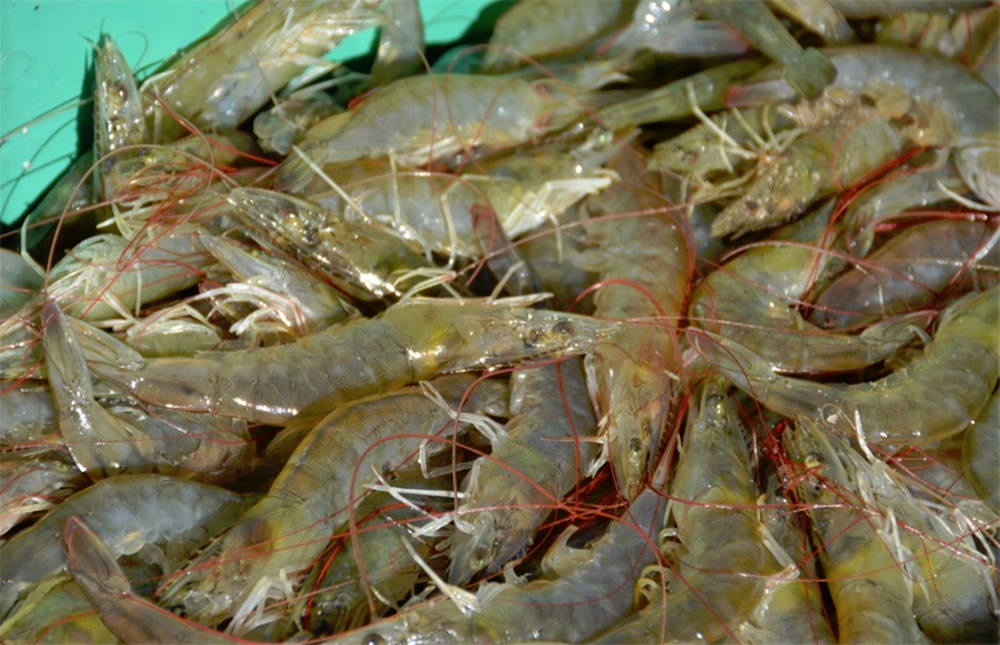Intensive production of Pacific white shrimp in a photo-heterotrophic ...