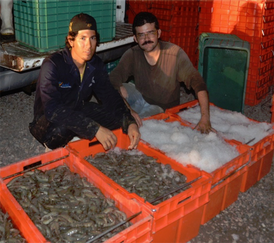 Intensive production of Pacific white shrimp in a photo-heterotrophic ...