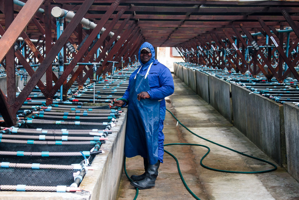 In South Africa, abalone farming goes for gold - Responsible Seafood ...