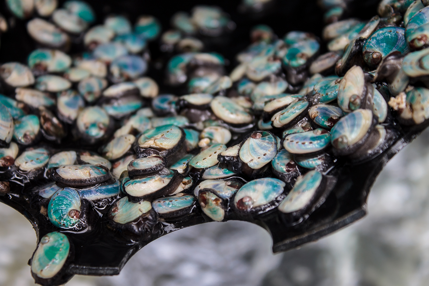 In South Africa, abalone farming goes for gold - Responsible Seafood ...