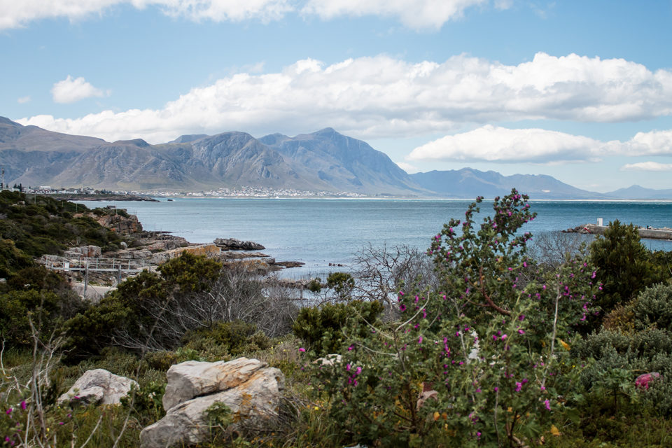 In South Africa, abalone farming goes for gold - Responsible Seafood ...