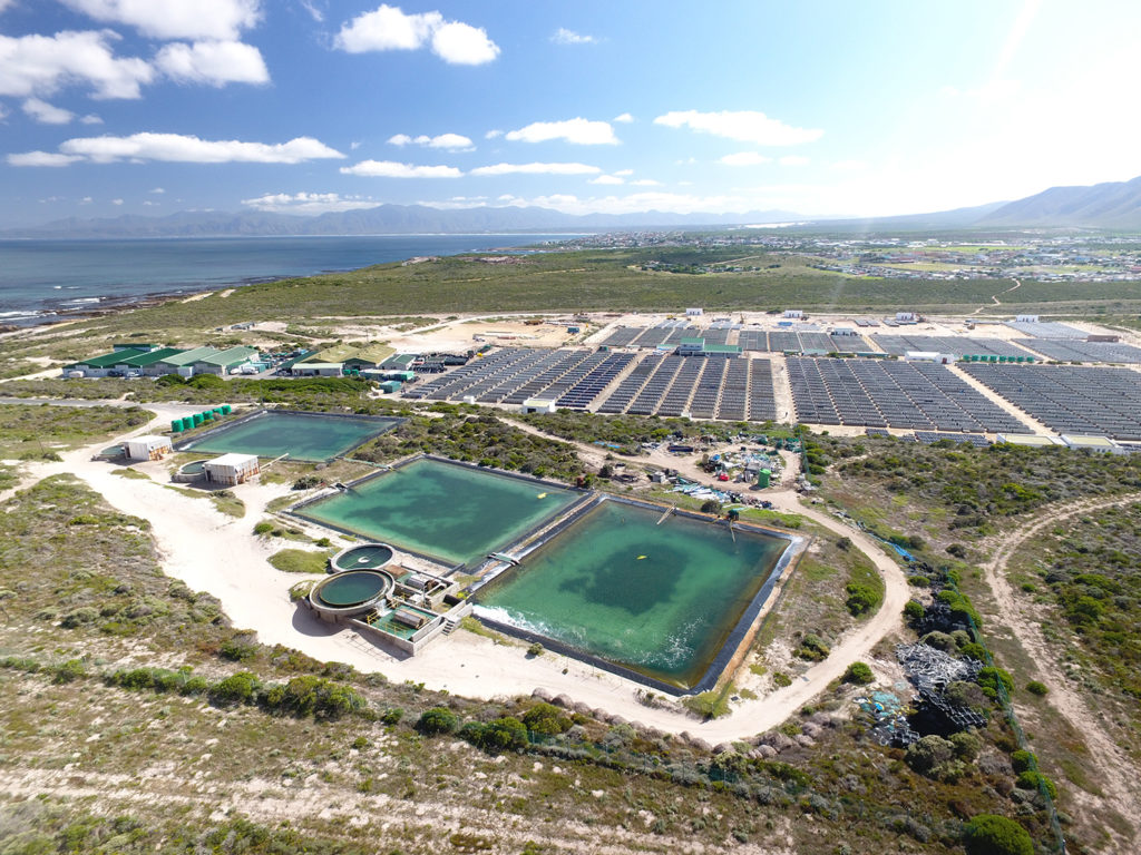 In South Africa, abalone farming goes for gold - Responsible Seafood ...