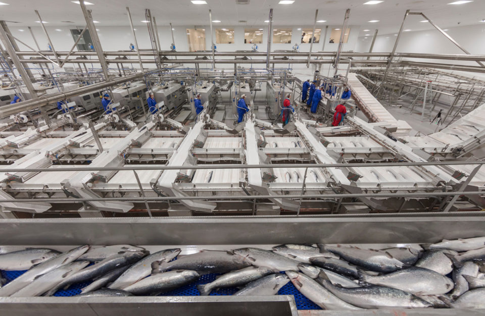 For these Nordic salmon farmers, it’s niche-ly done - Responsible ...
