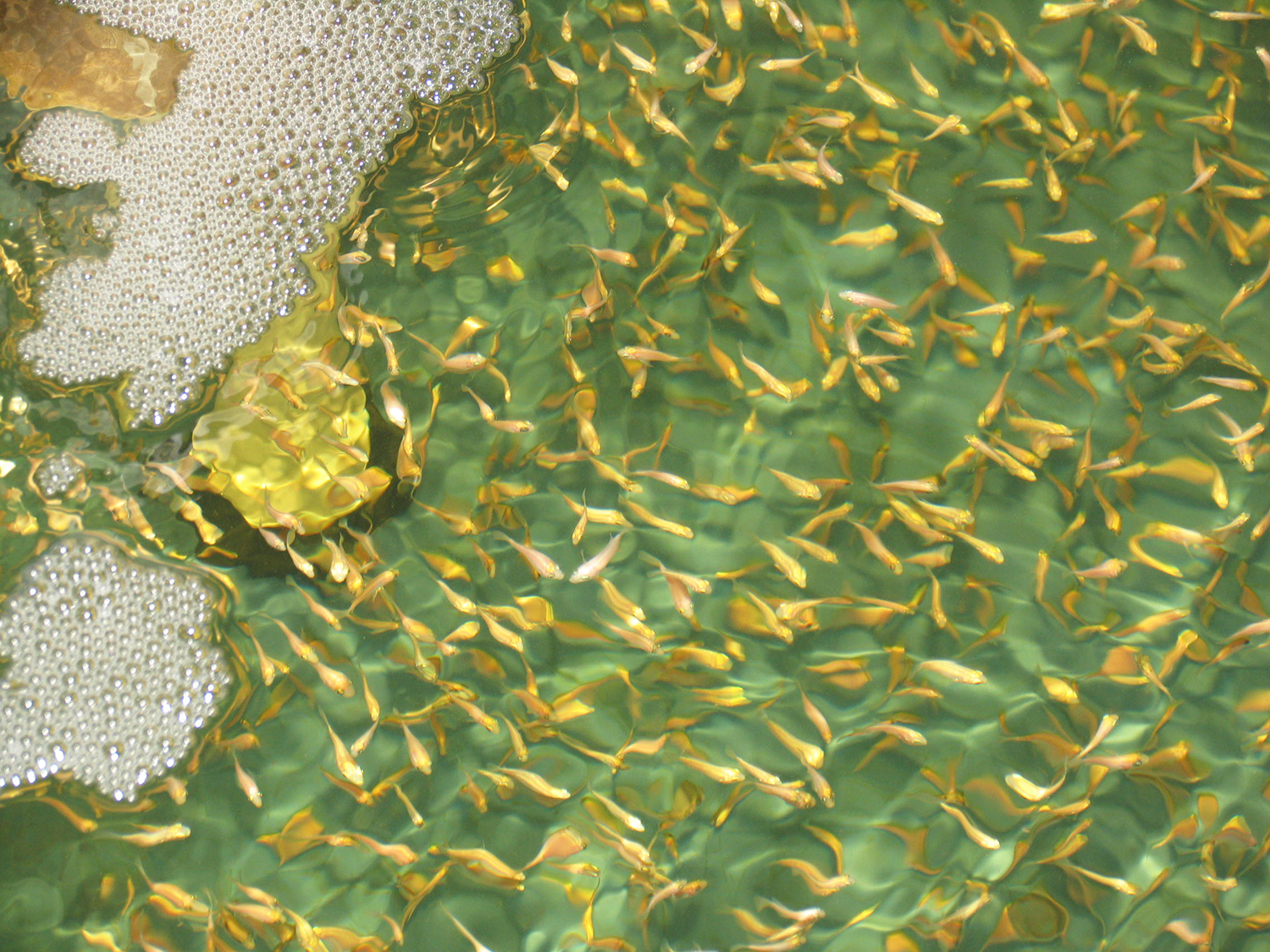 Comparing biofloc, clear-water and hybrid RAS systems as tilapia ...