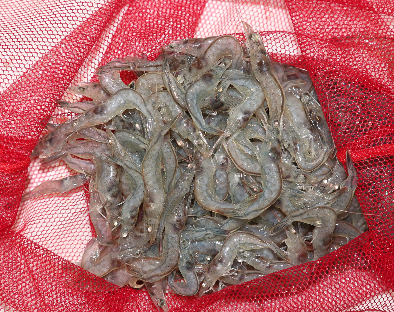 Comparing biofloc, clear-water and hybrid RAS systems as shrimp ...