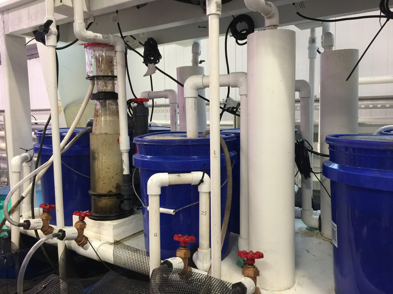 Comparing biofloc, clear-water and hybrid RAS systems as shrimp ...