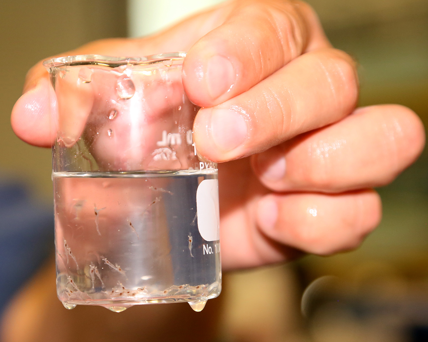 Comparing biofloc, clear-water and hybrid RAS systems as shrimp ...