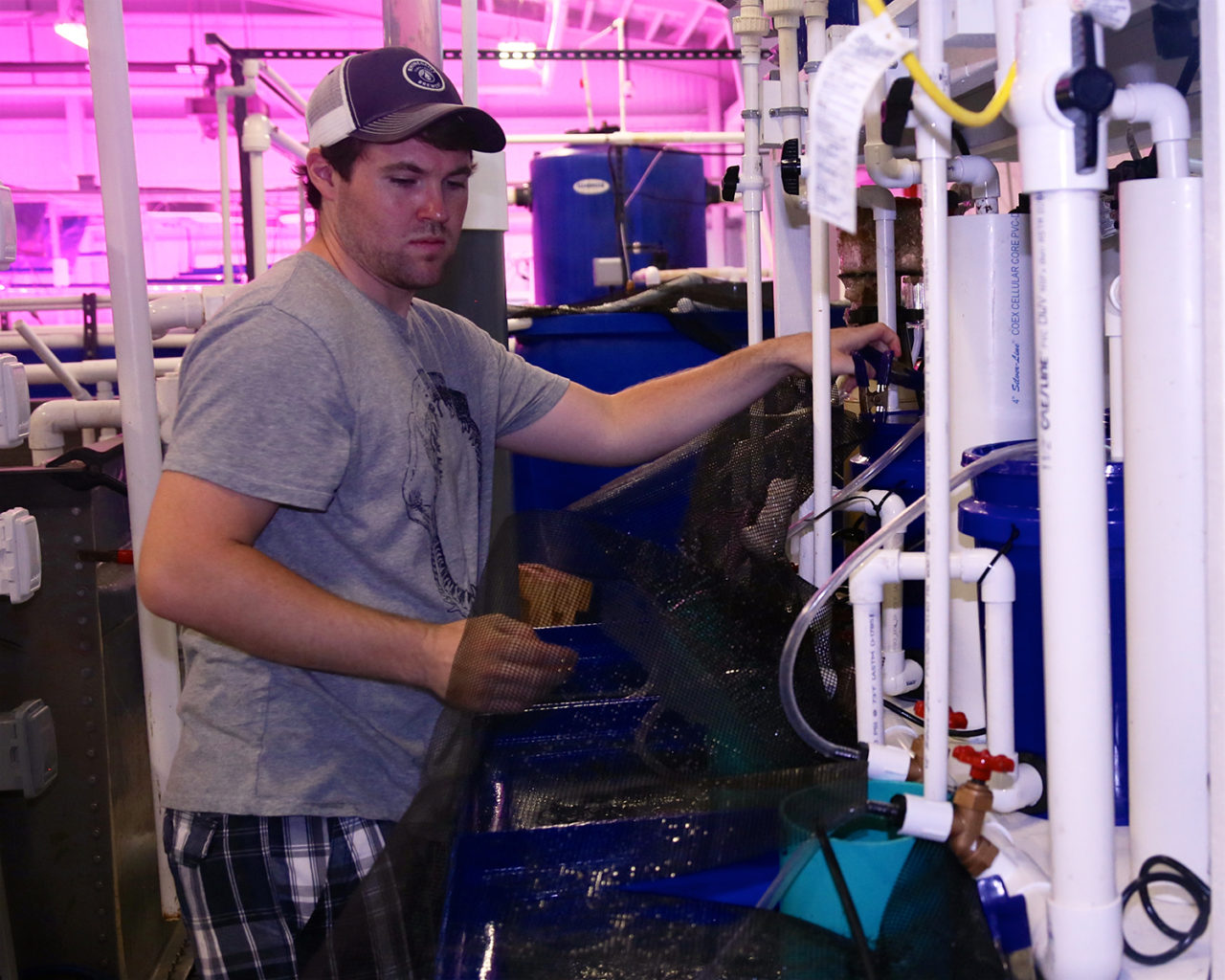 Comparing biofloc, clear-water and hybrid RAS systems as shrimp ...