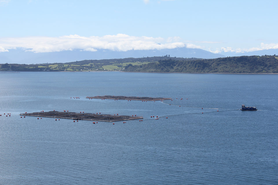 Global finfish production review and forecast: Nearly doubled in a ...