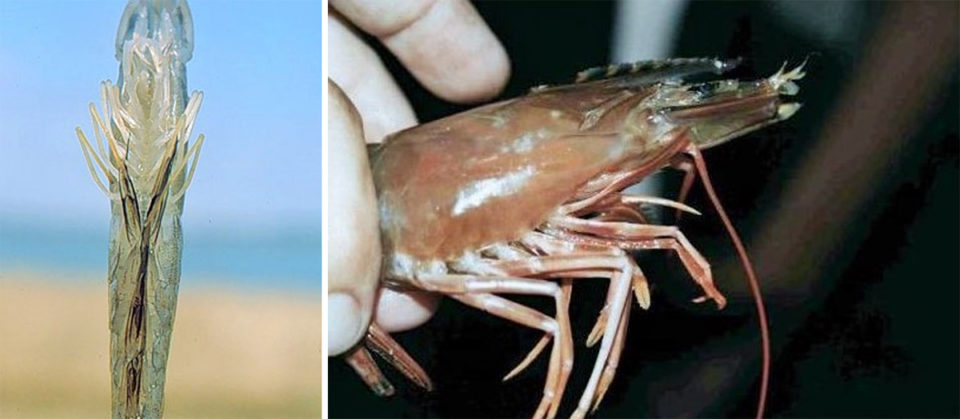 Development of new and real-time PCR for detection and quantification ...