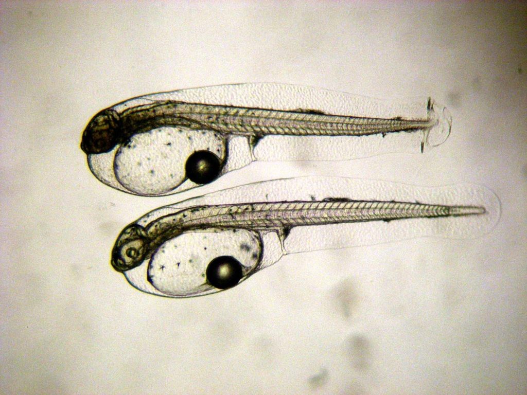 Japan hopes aquaculture can save bluefin tuna - Responsible Seafood ...