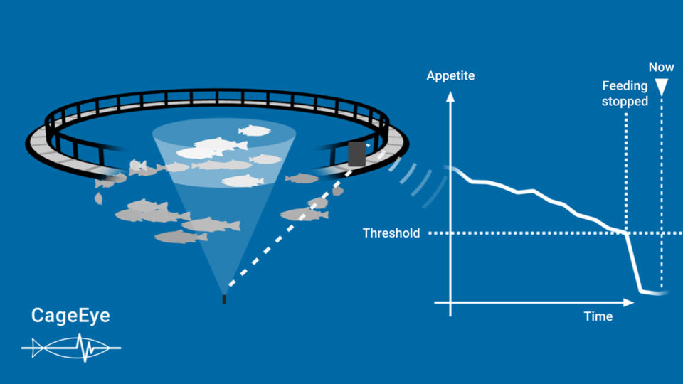 Fish behavior-tracking tech aims to curb aquafeed wastage - Responsible ...