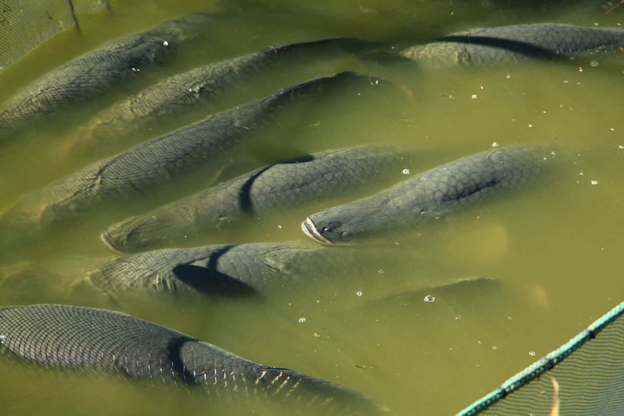 Changing the production chain of Amazonian pirarucu - Responsible ...