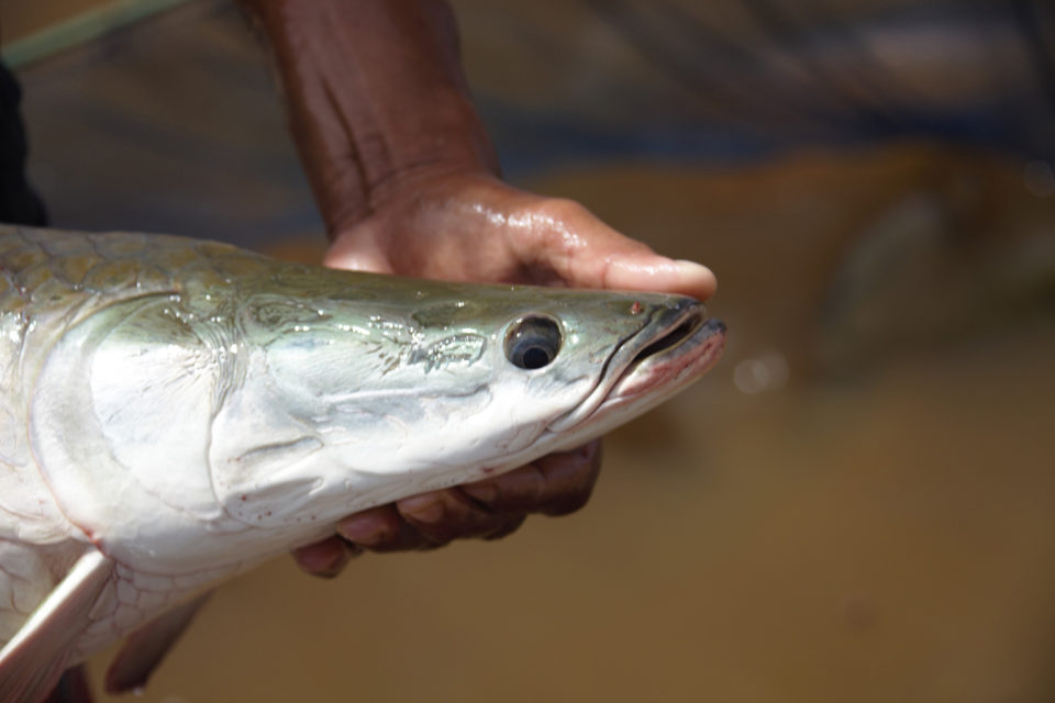 Changing the production chain of Amazonian pirarucu - Responsible ...