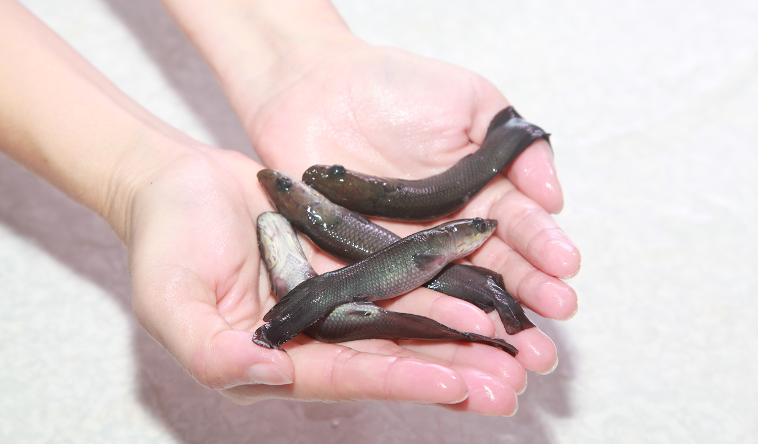 Changing the production chain of Amazonian pirarucu - Responsible ...