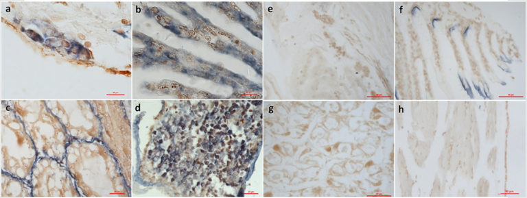 Emerging disease: Shrimp Hemocyte Iridescent Virus (SHIV) - Responsible ...