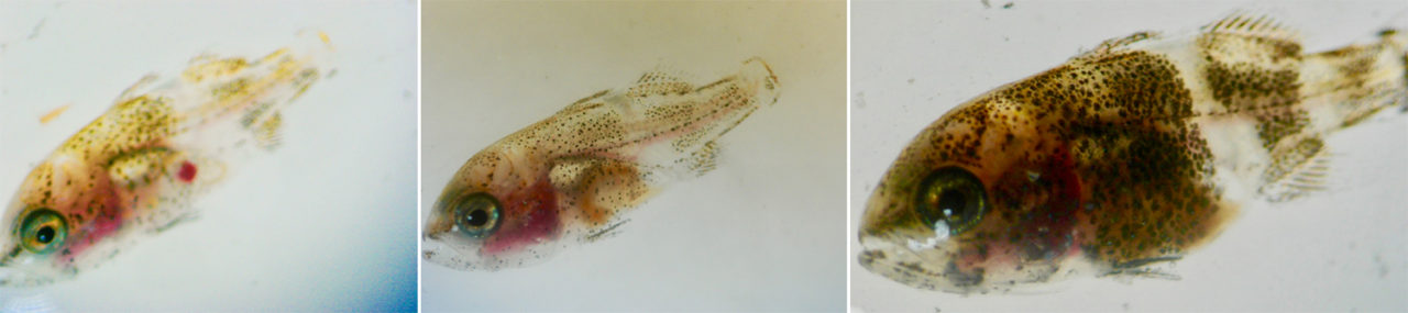 Hyperthermia can boost innate immune system in juvenile fish ...