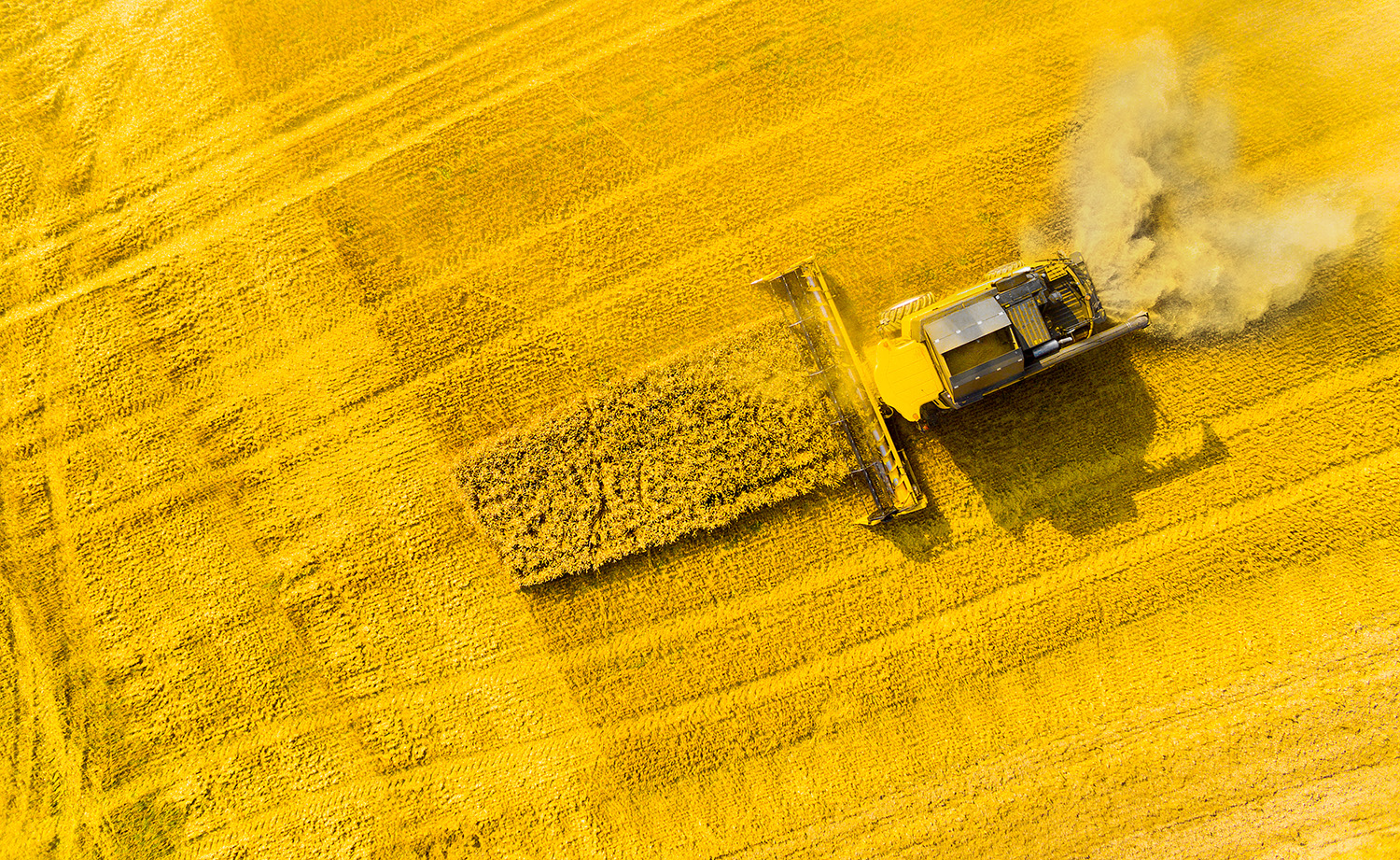 A push for rapeseed as a viable aquafeed ingredient - Responsible ...