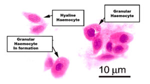 Understanding shrimp hemocytes - Responsible Seafood Advocate