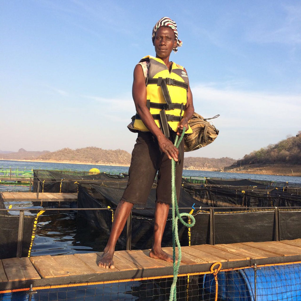 ‘Model’ tilapia venture shows mettle in Mozambique - Responsible ...