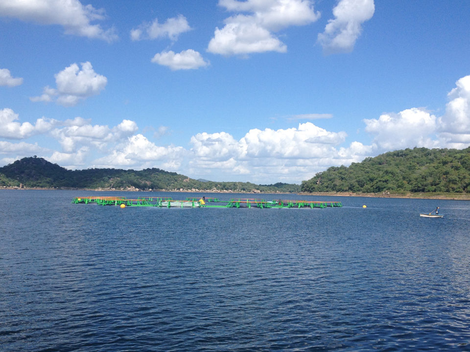 ‘Model’ tilapia venture shows mettle in Mozambique - Responsible ...