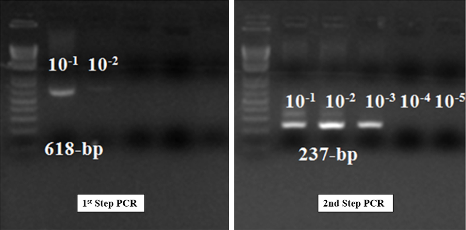 Nueva prueba de PCR anidada apunta a un gen específico para el patógeno ...