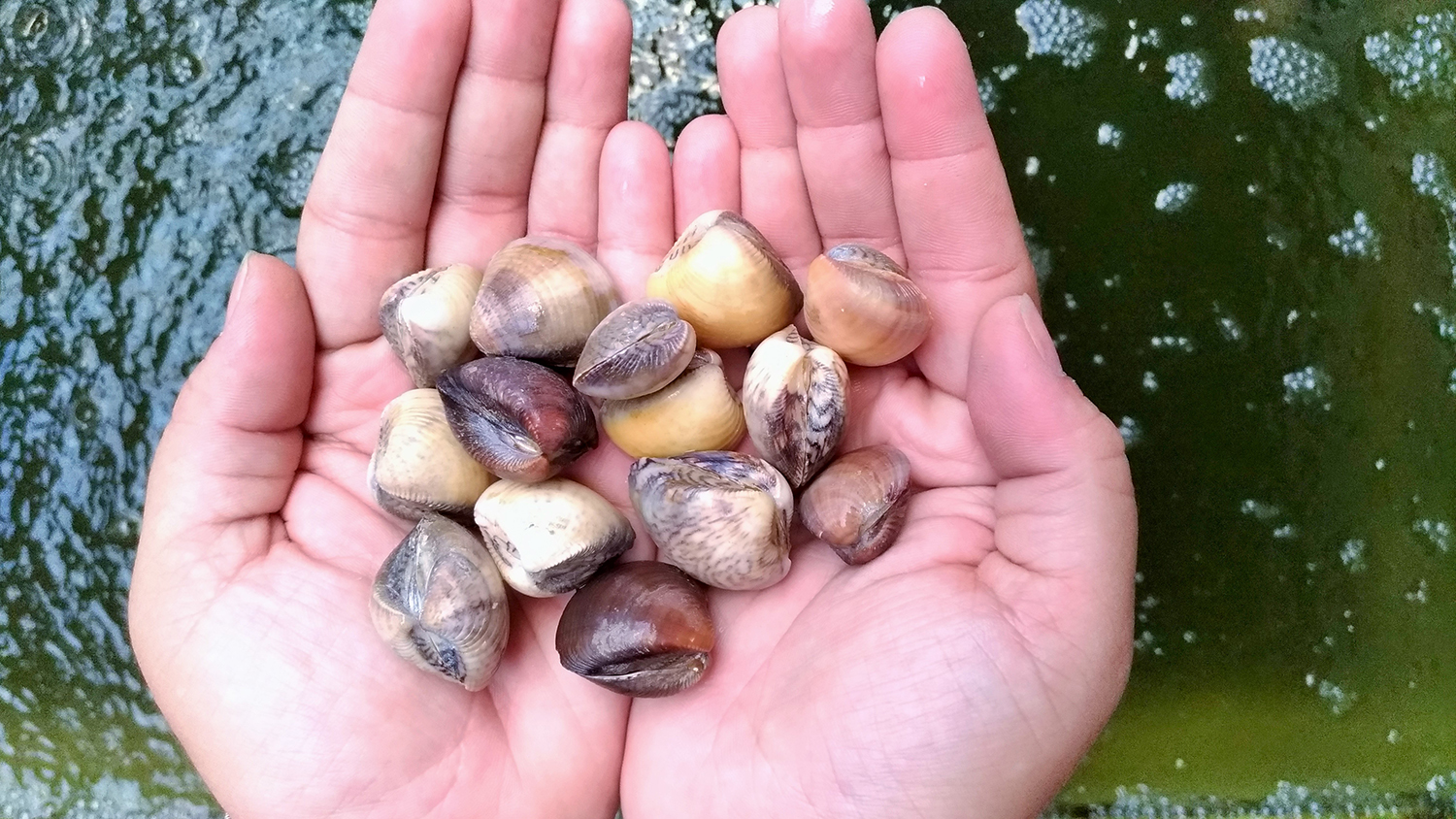 Larviculture of the West Indian pointed venus - Responsible Seafood ...