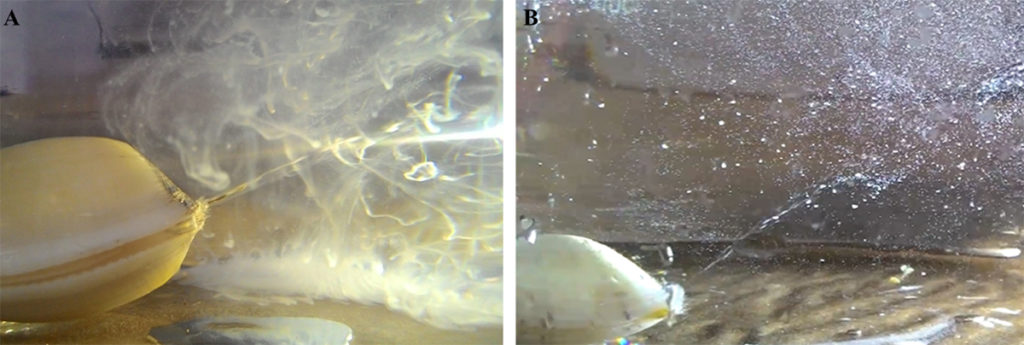 Larviculture of the West Indian pointed venus - Responsible Seafood ...