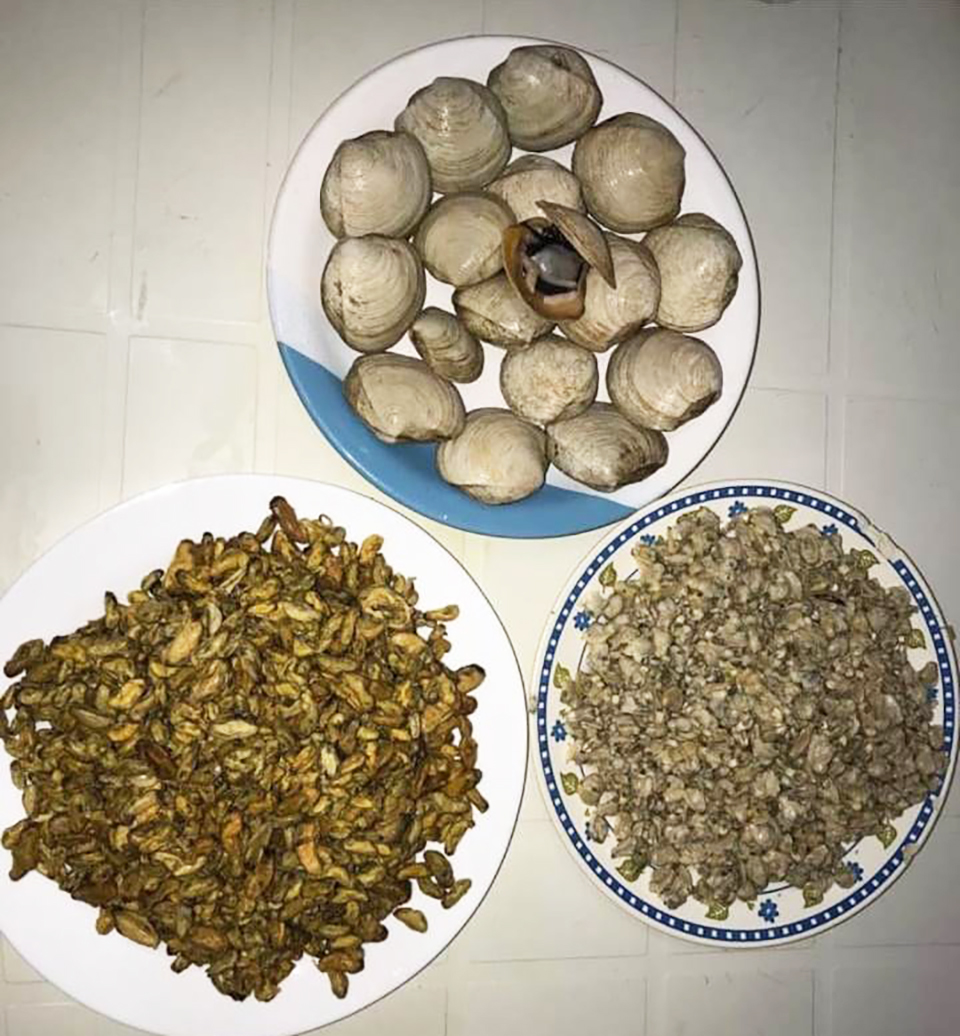 Larviculture of the West Indian pointed venus - Responsible Seafood ...