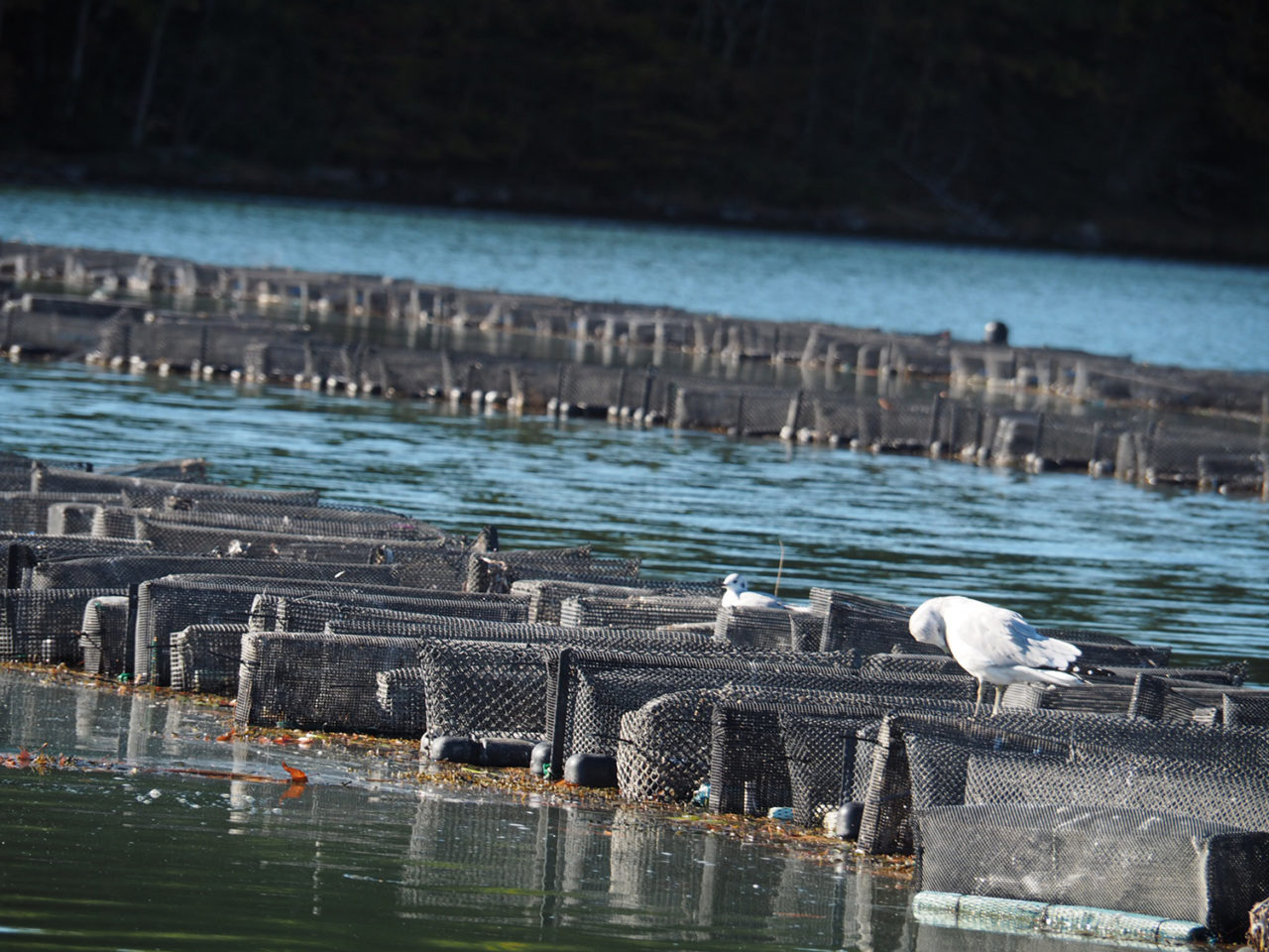 Shellfishiency: Oyster farmers step boldly into the digital age ...