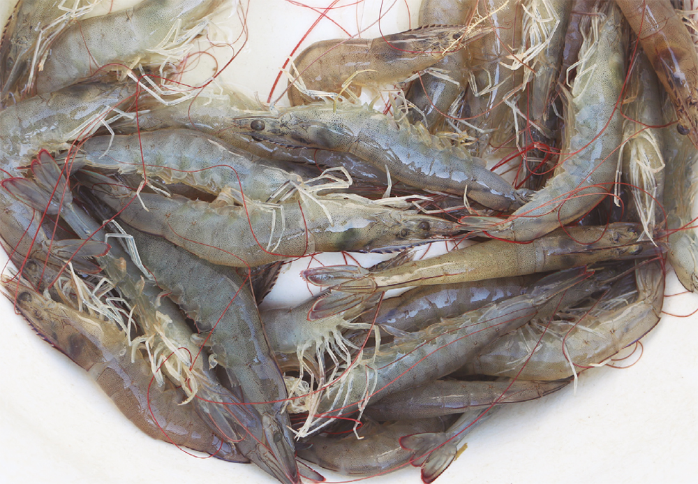 Production of Pacific white shrimp in sandy soils in Indonesia ...