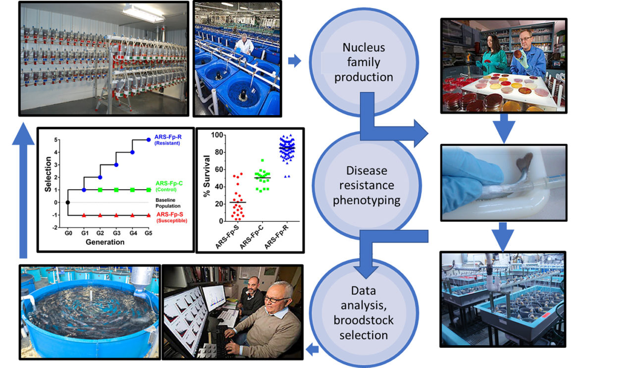 Genetic improvement of disease resistance through selective breeding ...