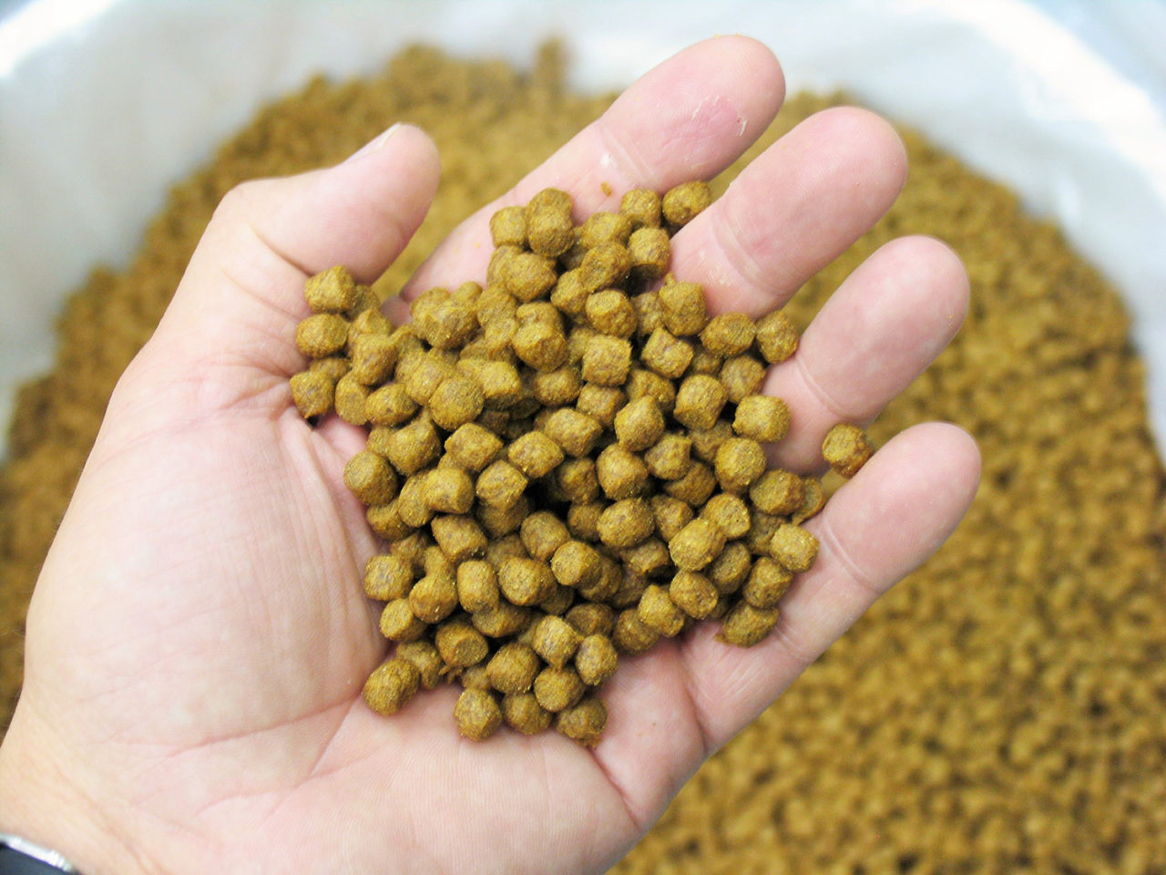 Analyzing aquaculture through Alltech’s Global Feed Survey ...