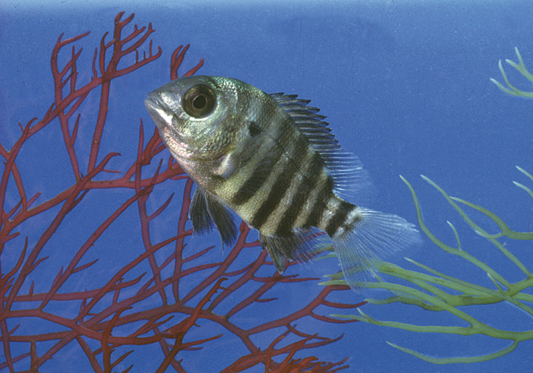Sheepshead: American sea bream shows culture potential - Responsible ...