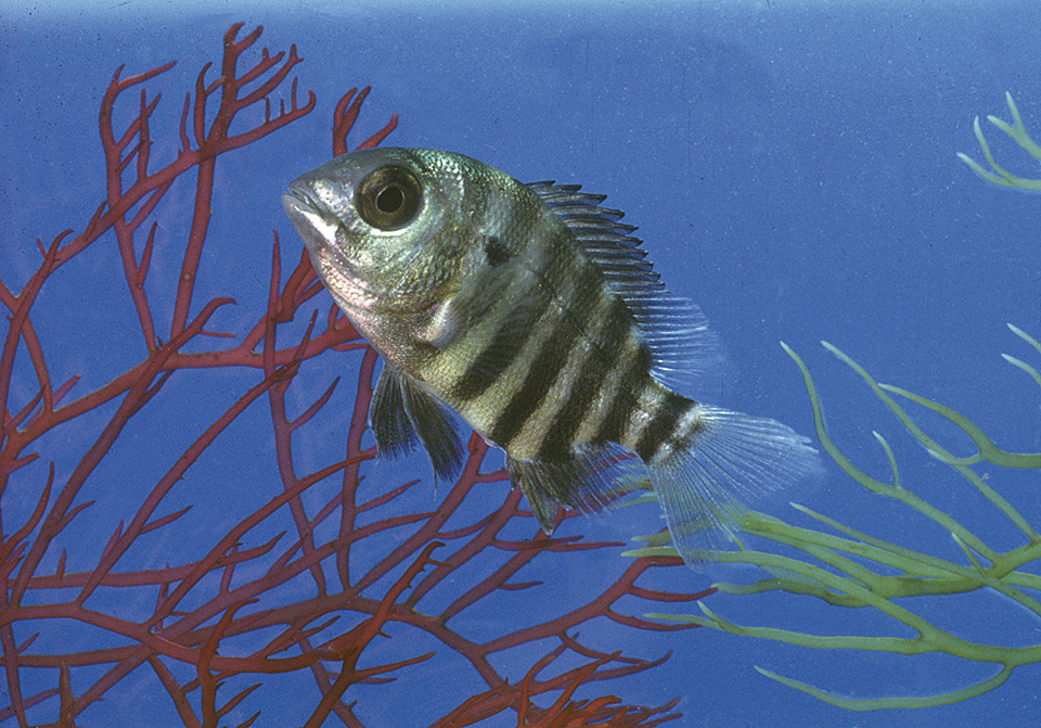Sheepshead: American sea bream shows culture potential - Responsible ...