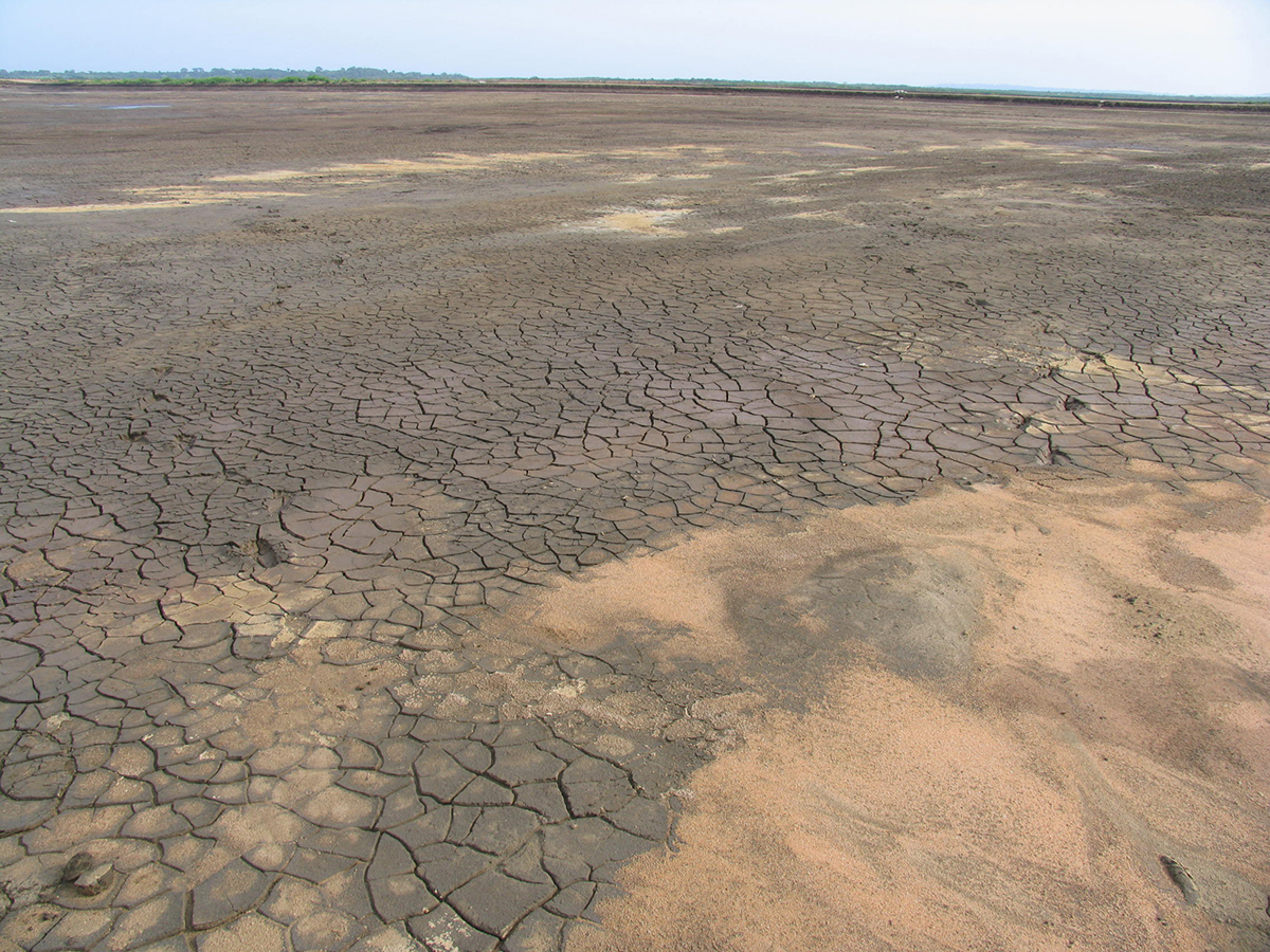Shrimp pond preparation crucial for production, disease prevention ...