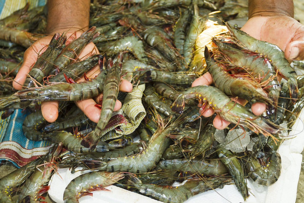 Bangladesh seeks more buck for its ‘bagda’ - Responsible Seafood Advocate