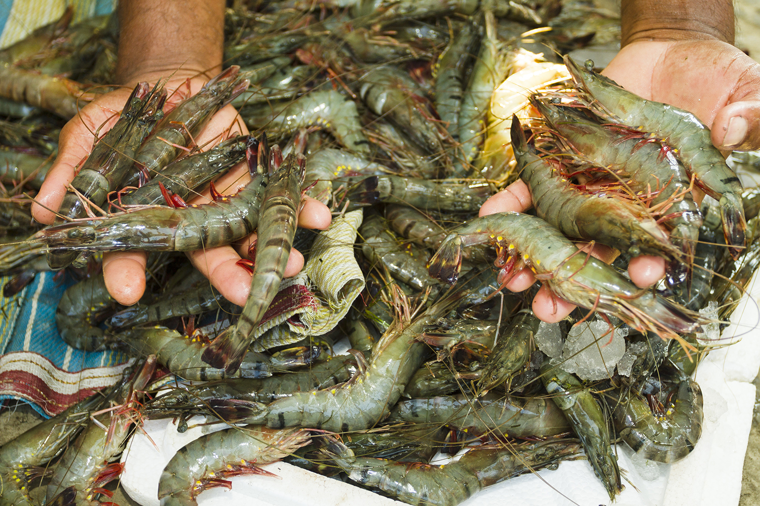 Bangladesh seeks more buck for its ‘bagda’ - Responsible Seafood Advocate